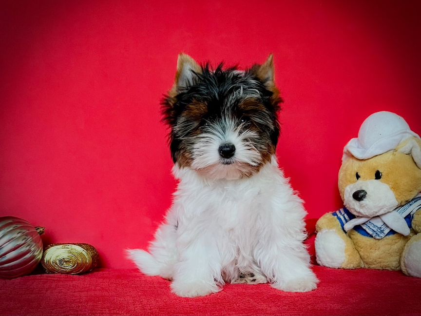 Щенки бивер йорка