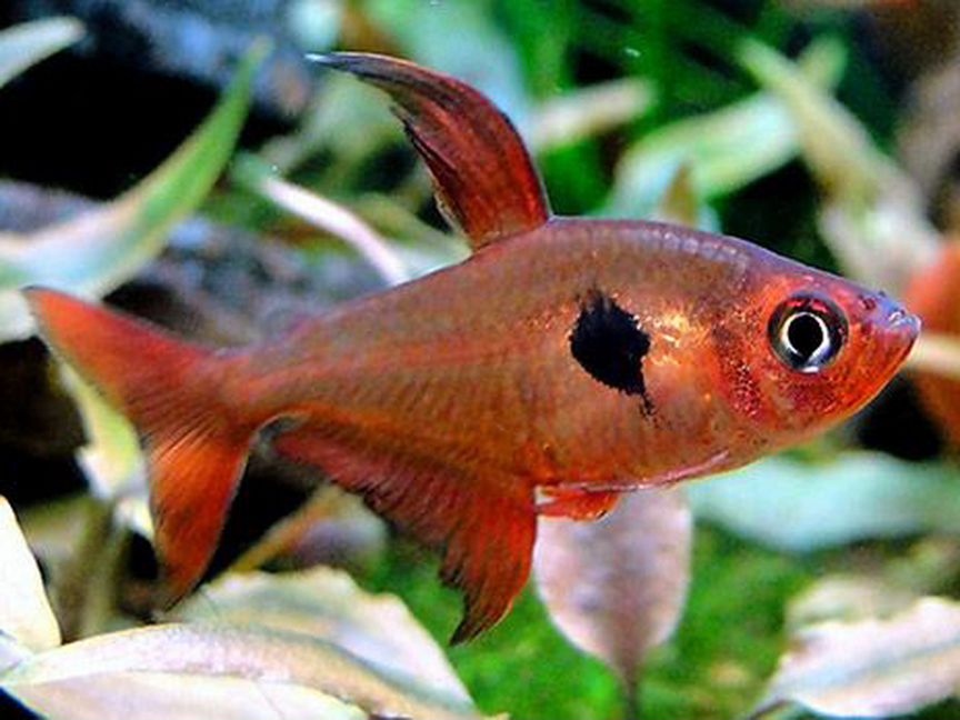 Орнатус красный или Красный фантом (Megalamphodus