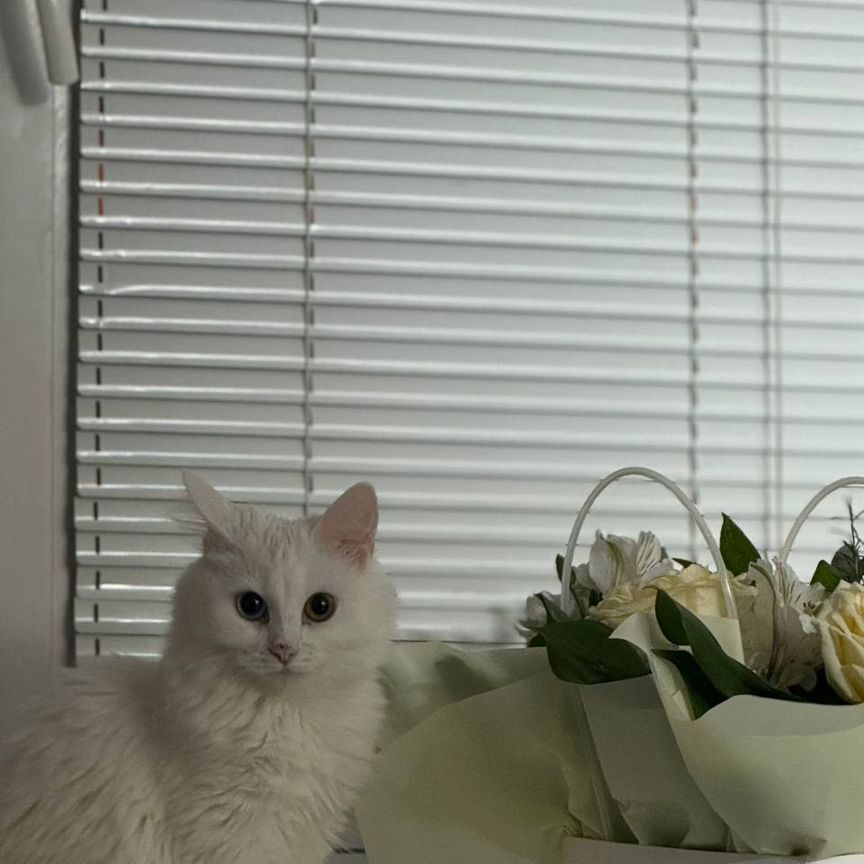 Кошка