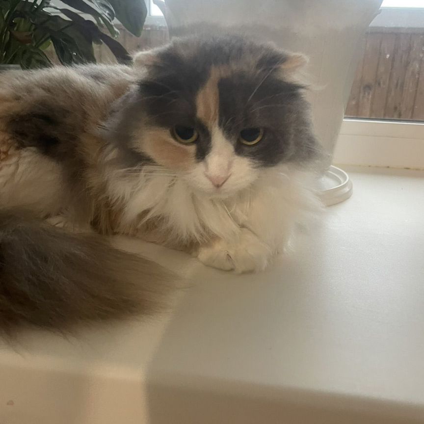 Веслаухая кошка