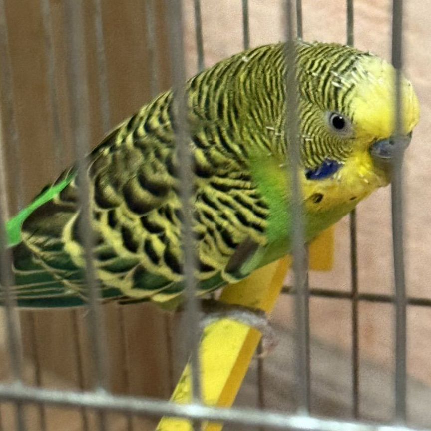 Волнистый попугай самец