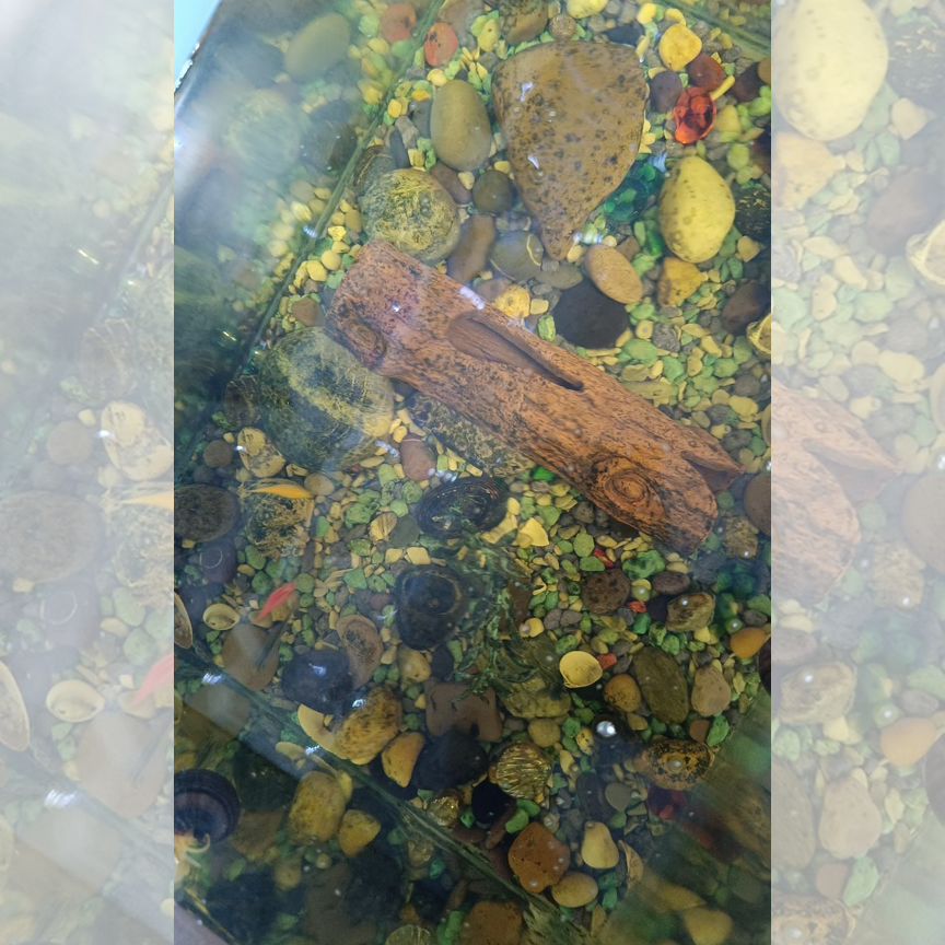 Рыбки и улитки