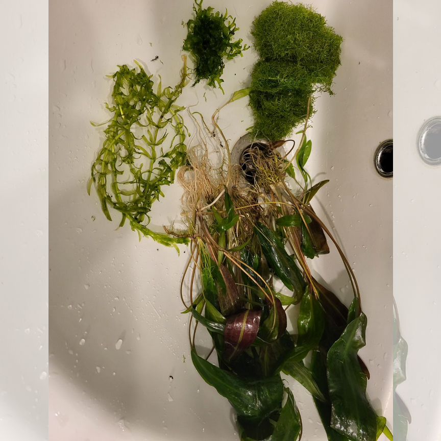 Аквариумная прополка