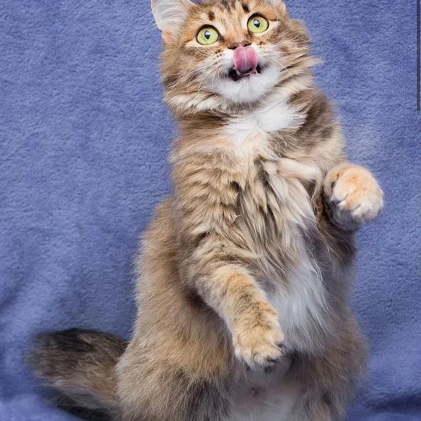 Пушистая красотка кошка
