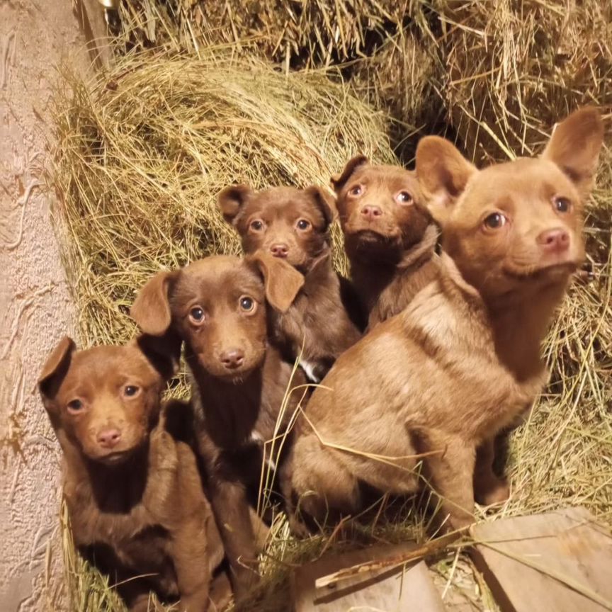 Щенок в добрые руки