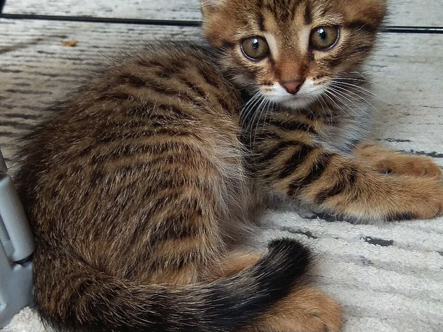 Котенок Американский керл
