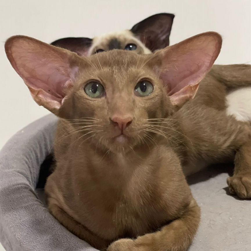 Ориентальные котята