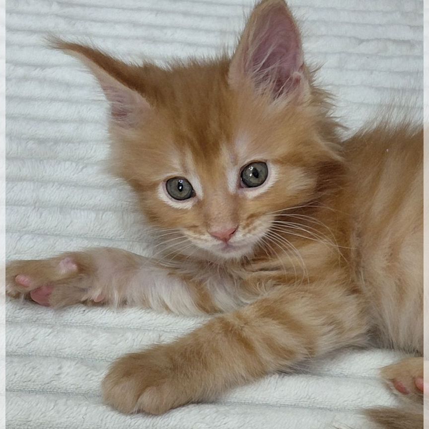 Мейн-кун котёнок