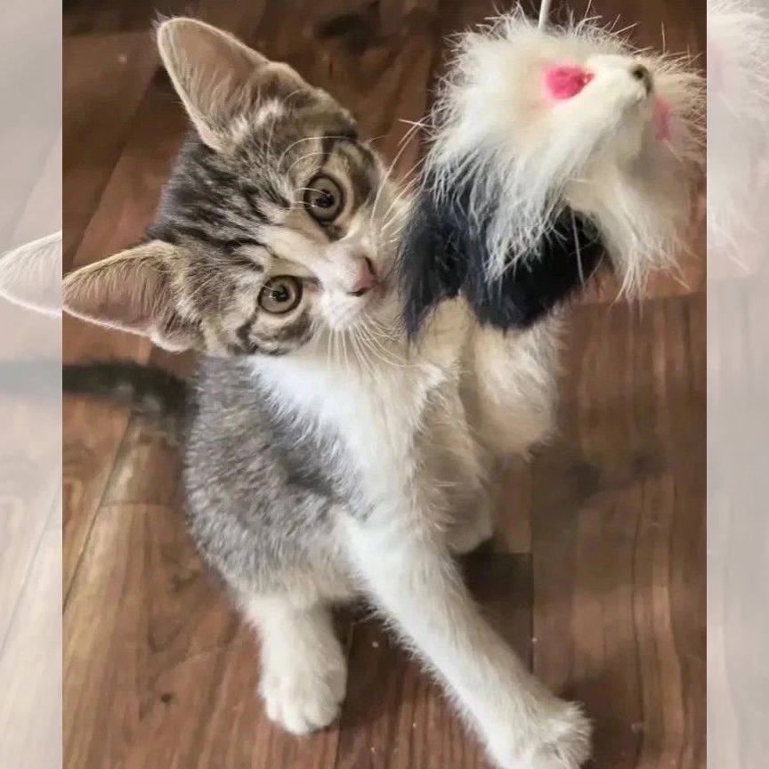 Котёнок в добрые руки