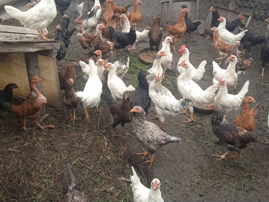 Куры молодки домашние