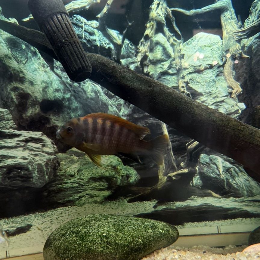 Аквариумные рыбки цихлид