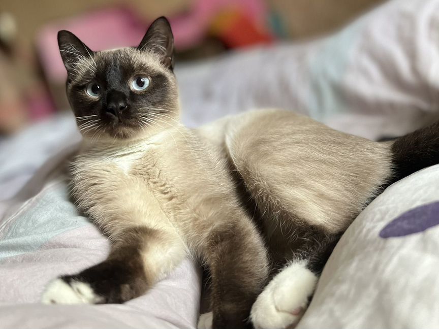 Кот похожий на Тайского