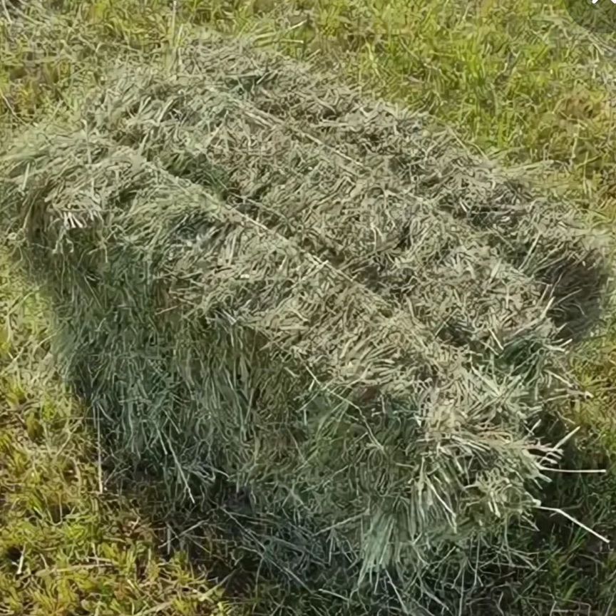 Сено в брикетах