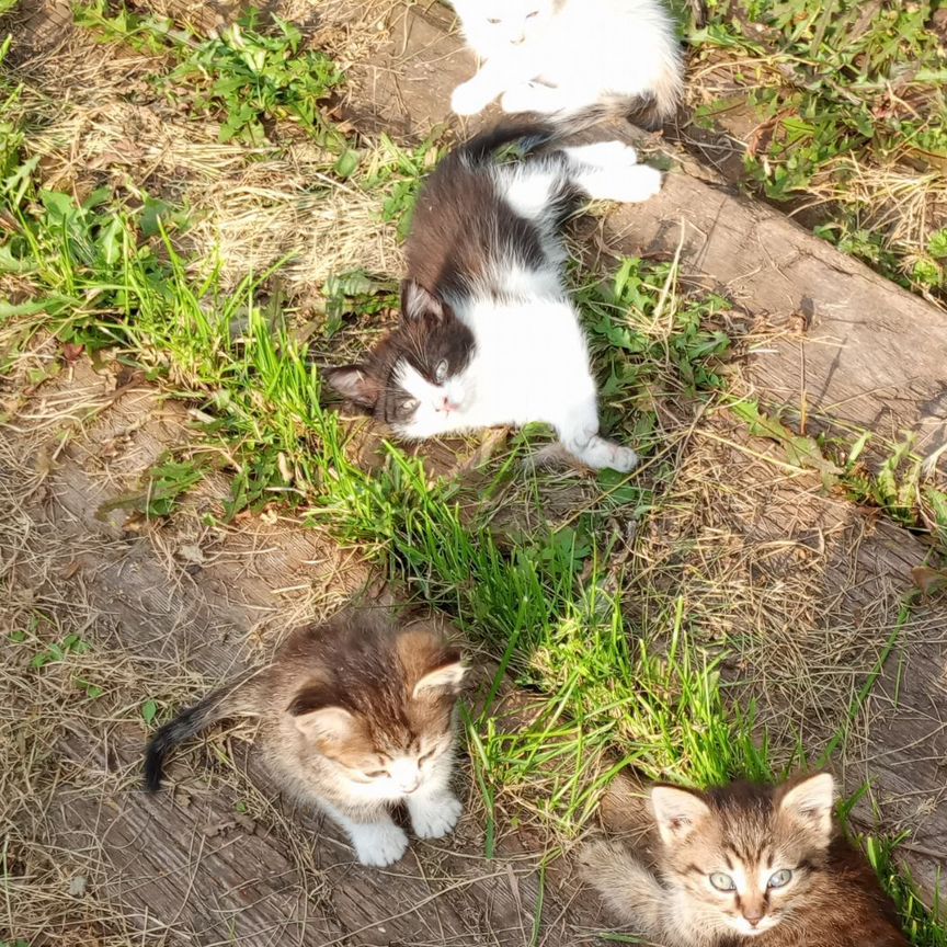 Продаются котята