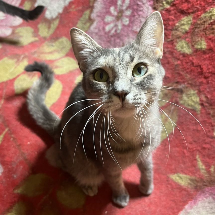 Кошка