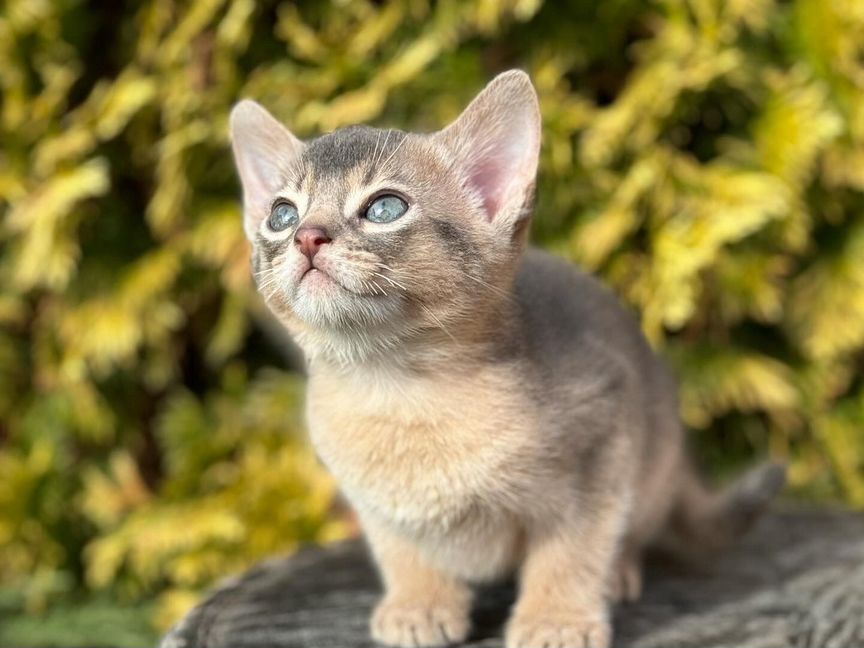 Абиссинские котята