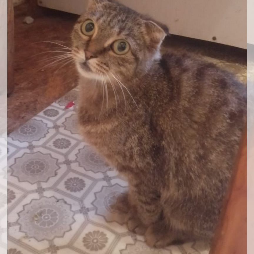 Шотландский вислоухий короткошёрстный кот, взрослый