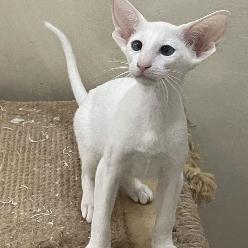 Ориентальные котята