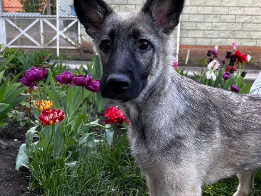 Щенок в добрые руки бесплатно