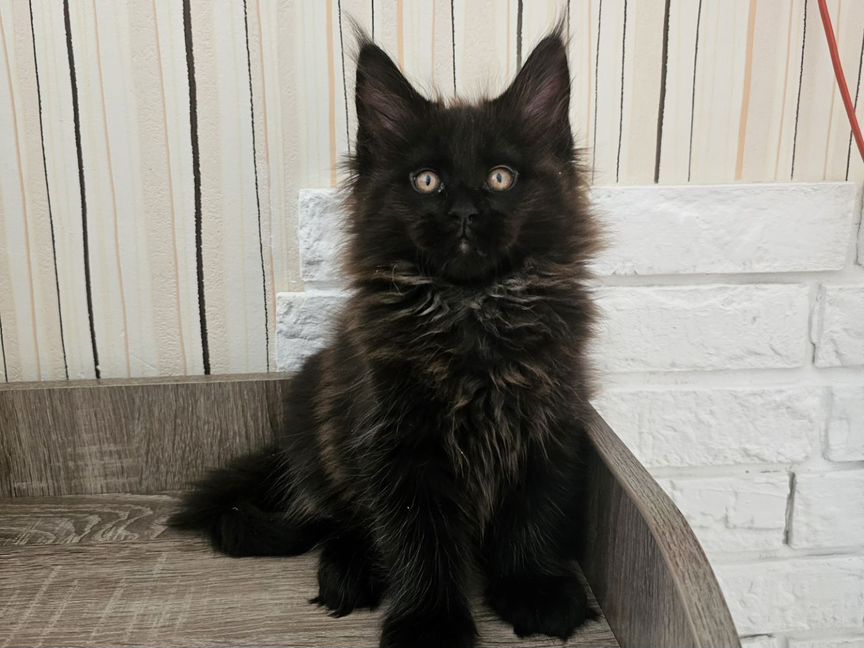 Котенок мейн-кун чёрный