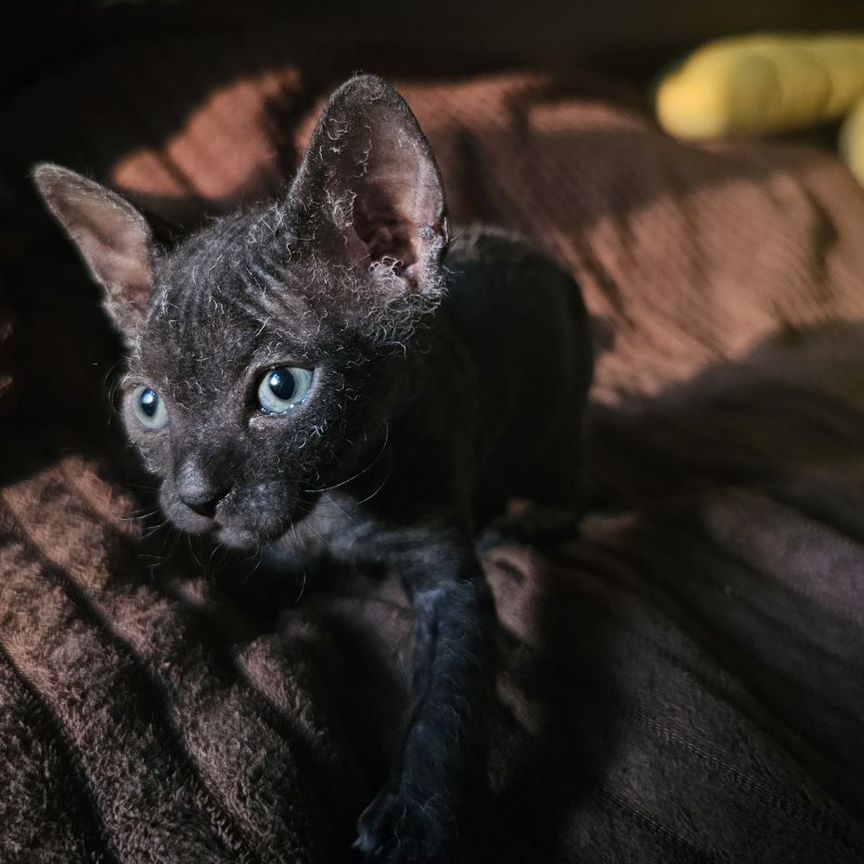 Продам котёнка: канадский сфинкс