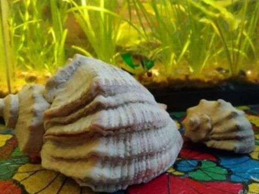 Ракушка для украшений