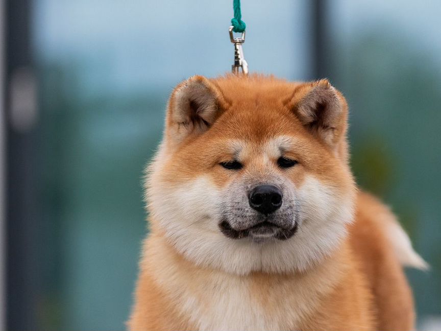 Крупный и красивый мальчик акита ину