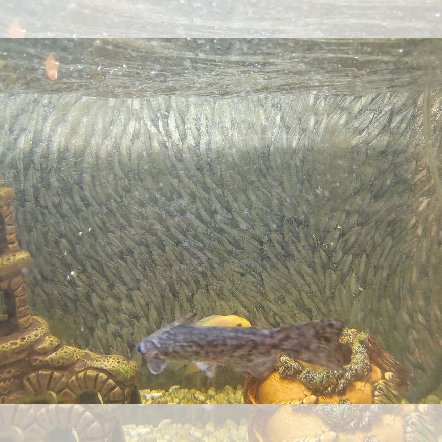 Аквариум с рыбками