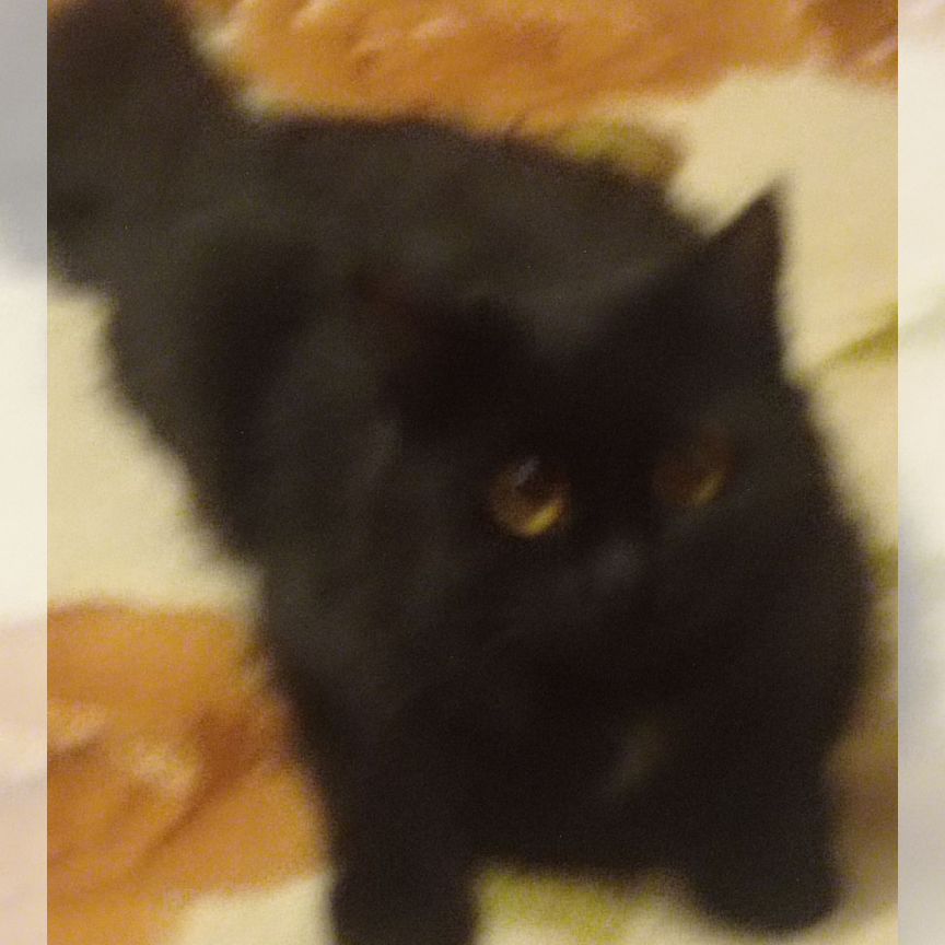 Кошки в добрые руки