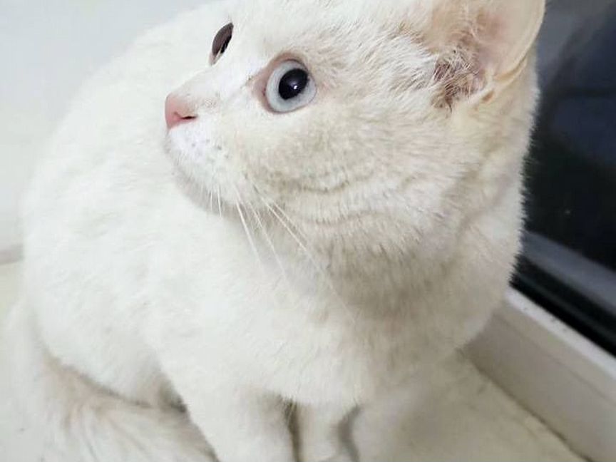 Белая голубоглазая кошка в беде