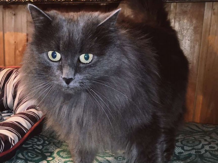 Кошки породы нибелунг