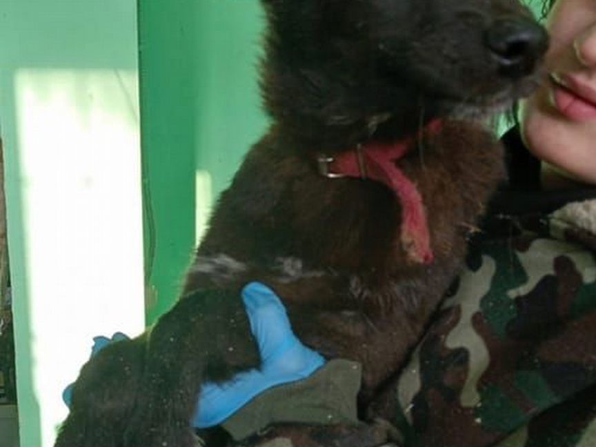 Некрупная собачка Ночка в хорошую семью бесплатно