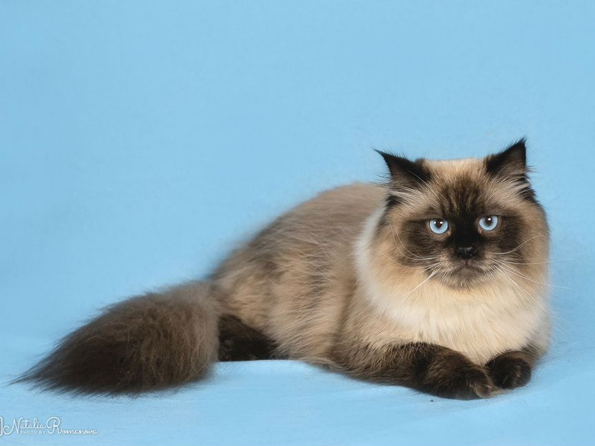 Вязка Невский маскарадный кот