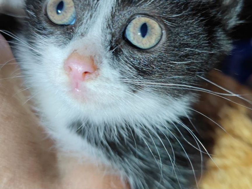 Котёночек котёнок Котёночек