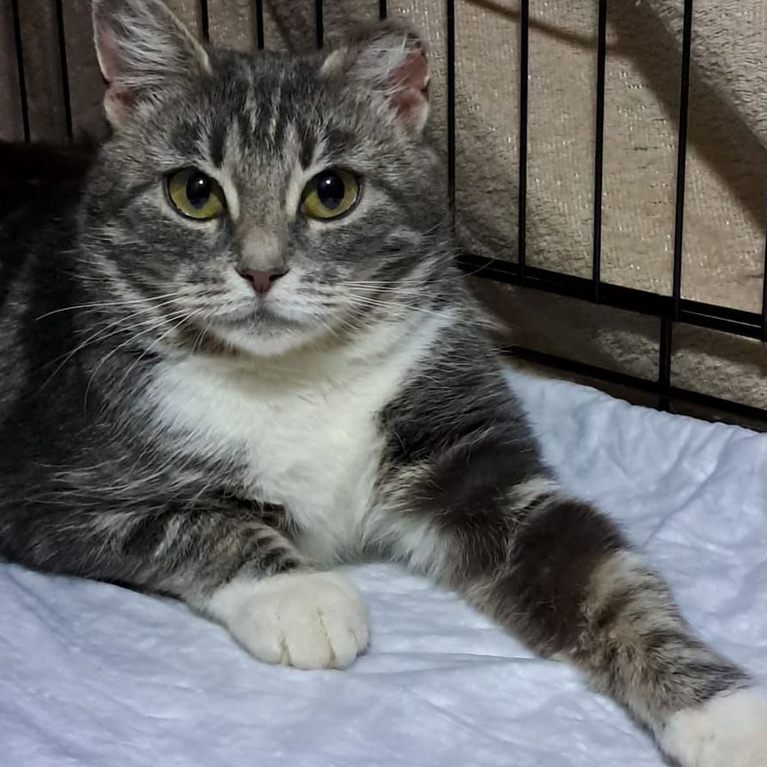 Взрослая, Девочка кошка в добрые руки