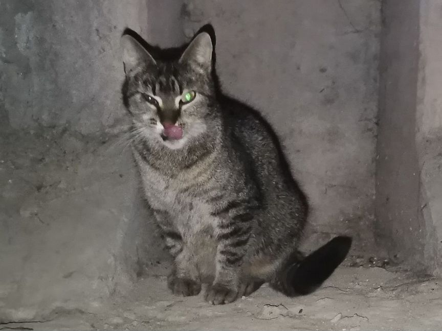 Кошка с больным глазом в подвале Ласковая