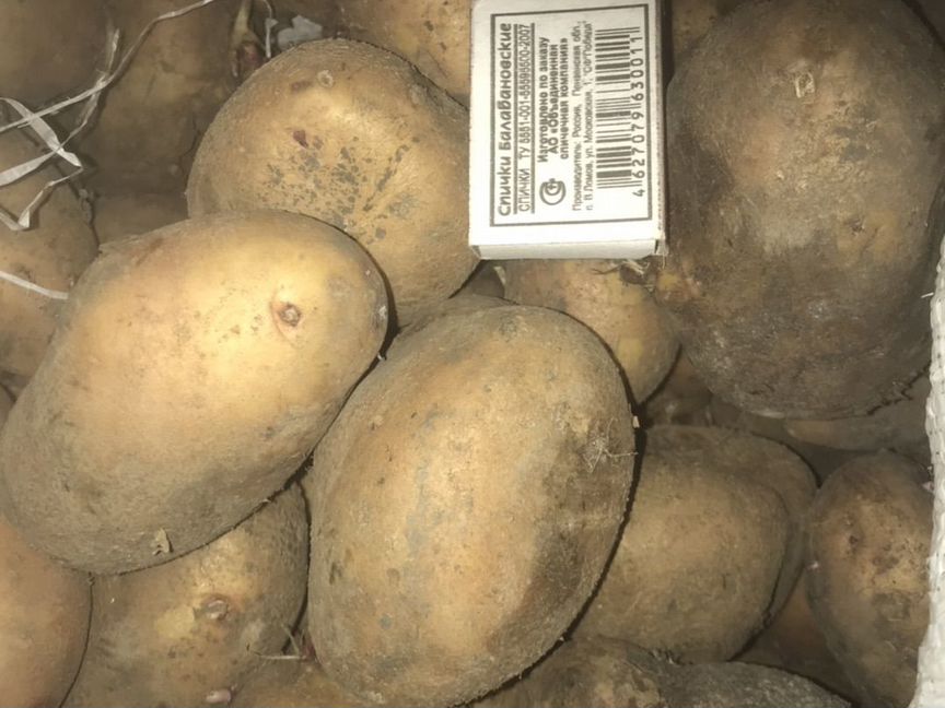 Картошка на корм