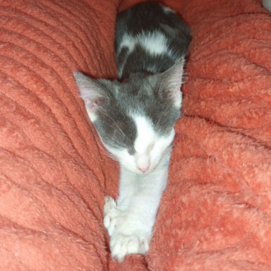 Котёнок в добрые руки