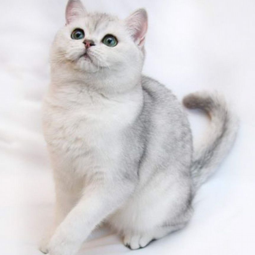 Продам декоративную кошку