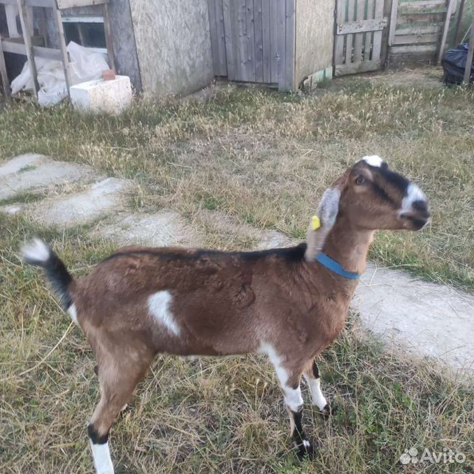 Нубийская козочка