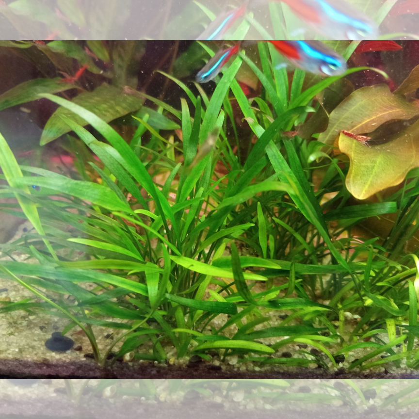 Эхинодорус Слава кпсс