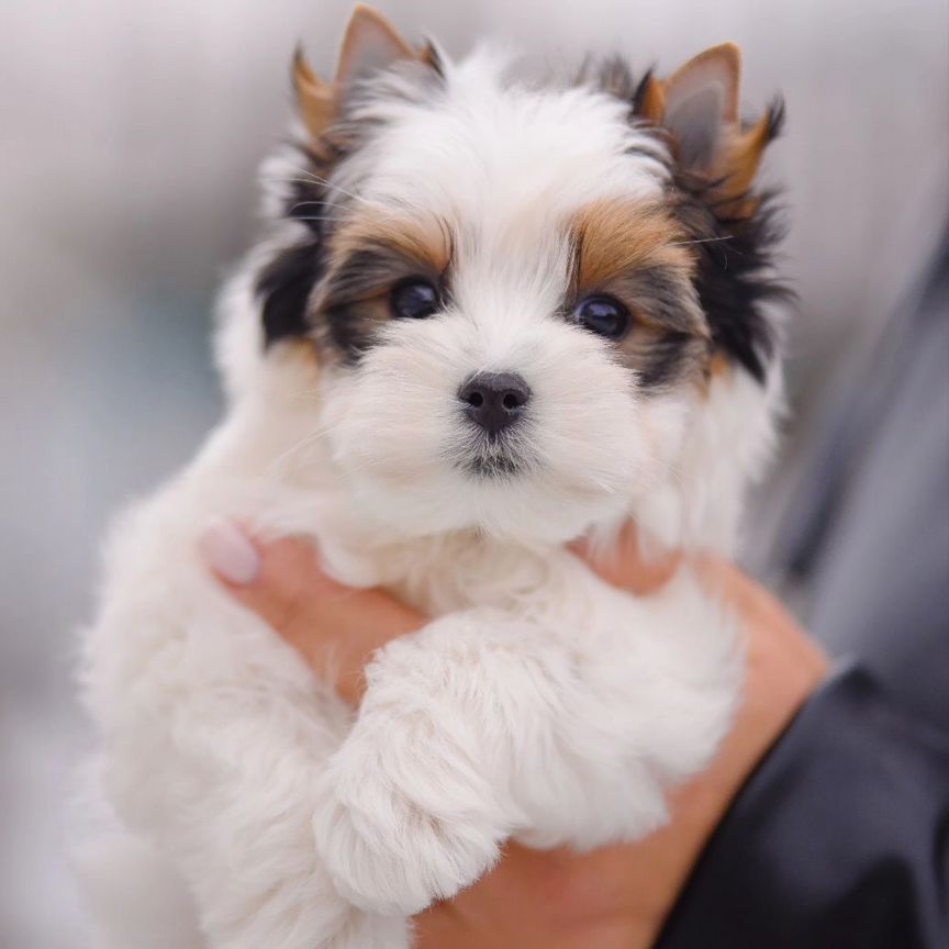 Девочка Бивер