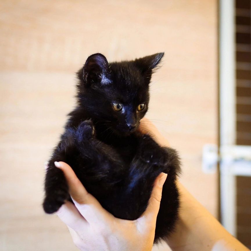 Маленький медвежонок в добрые ручки