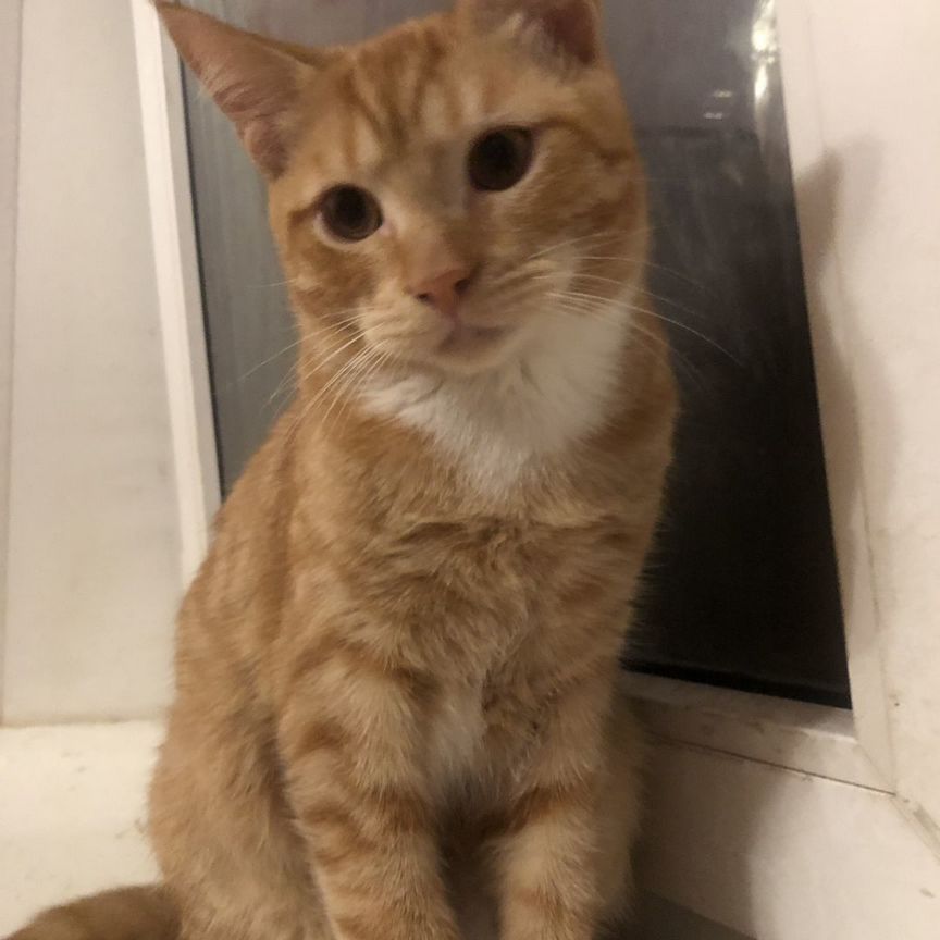 Отдам кота в добрые руки