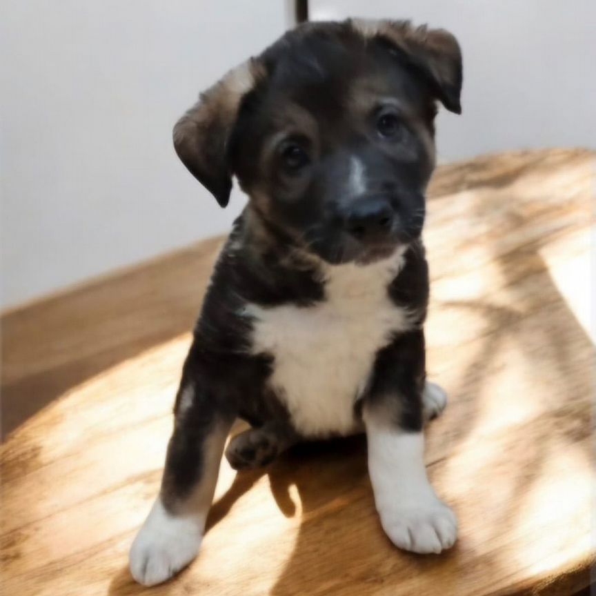 Венечка в дар