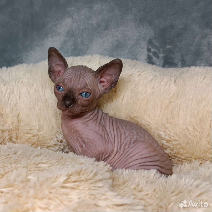 Сфинкс котенок мальчик