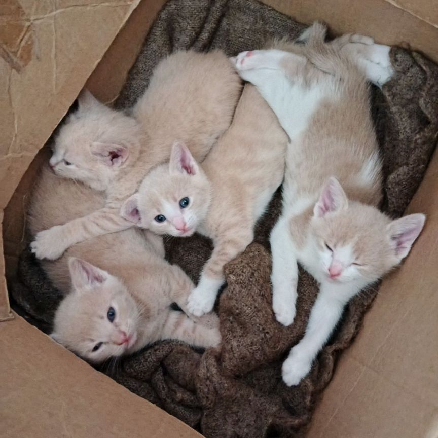 Котята в добрые руки бесплатно