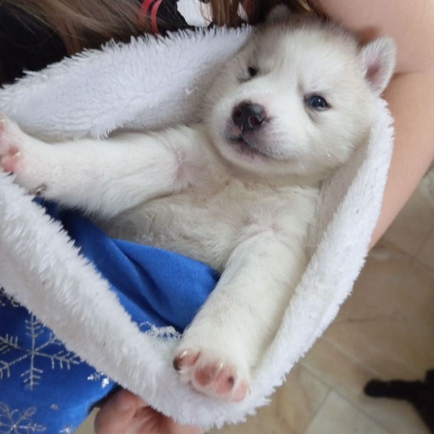 Сибирский хаски, щенок