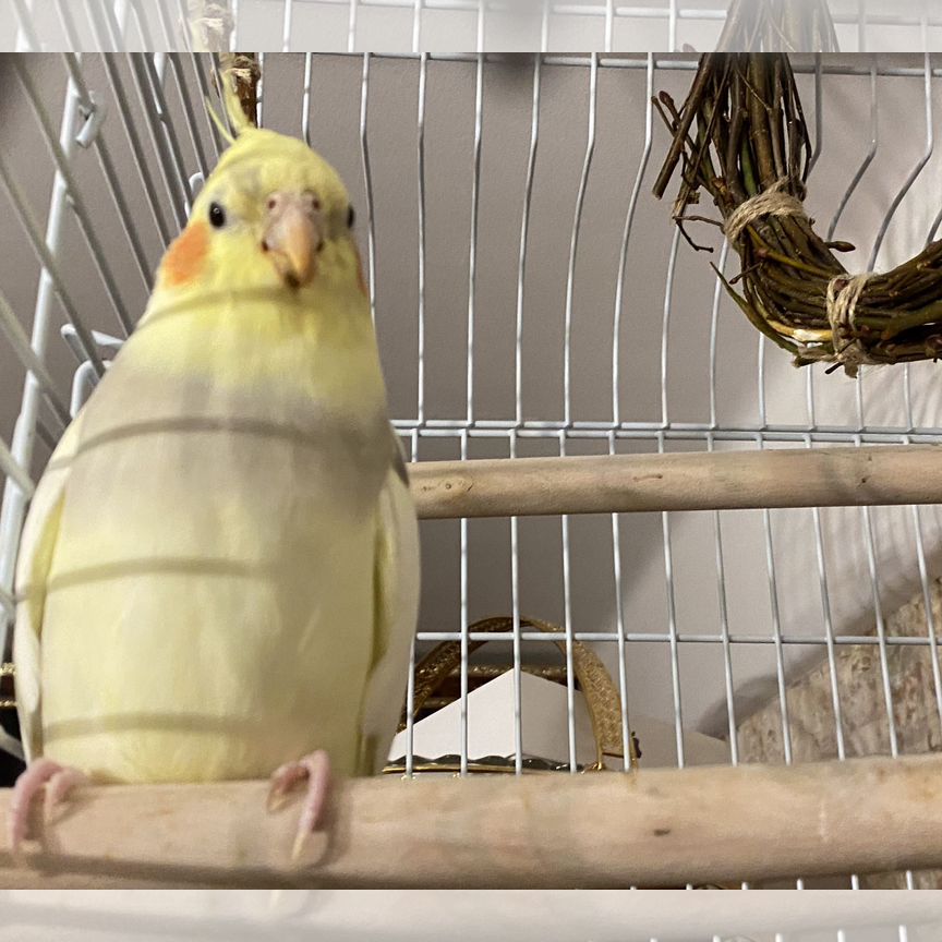 Попугай корелла мальчик