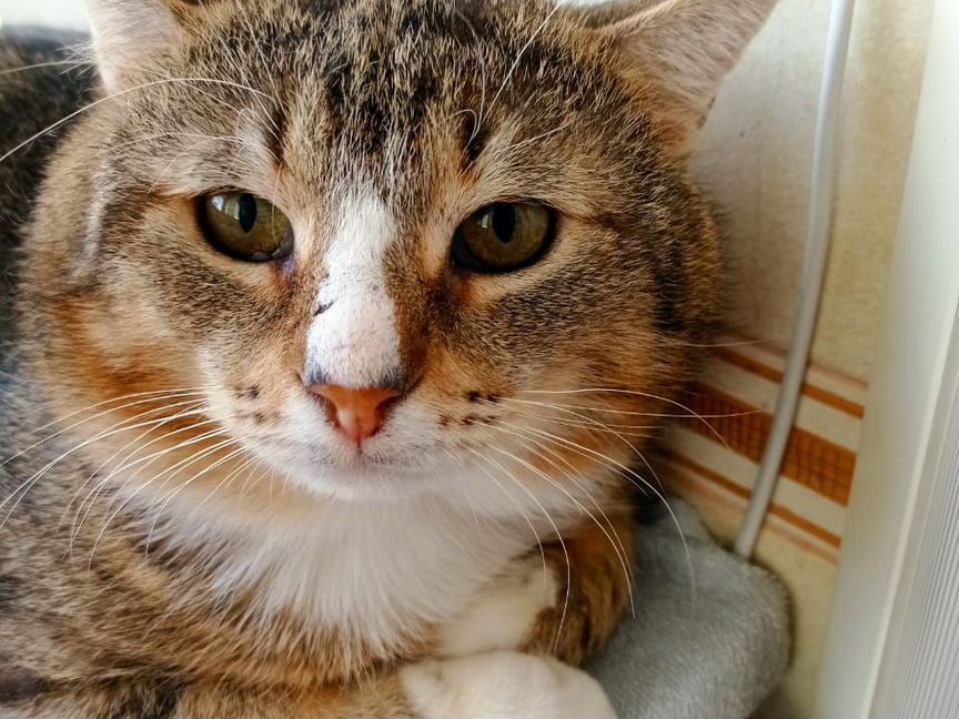 Котики ищут дом
